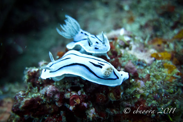 Will's Chromodoris | Project Noah