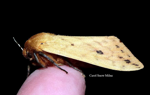 Isabella Tiger Moth | Project Noah