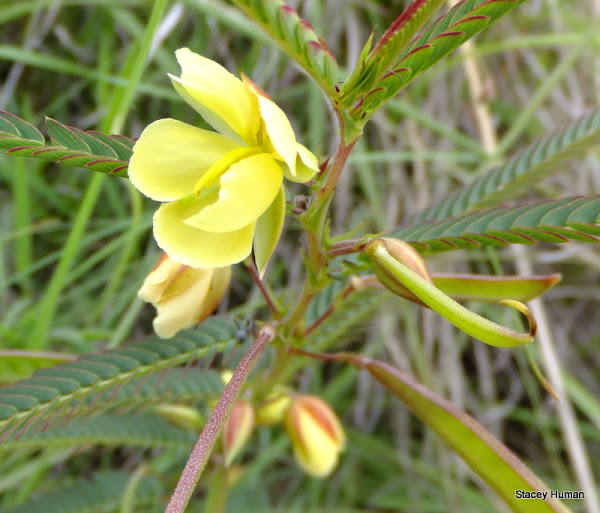 Trailing Dwarf Cassia | Project Noah