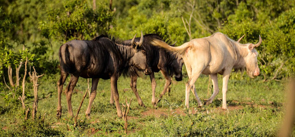 Blue Wildebeest | Project Noah