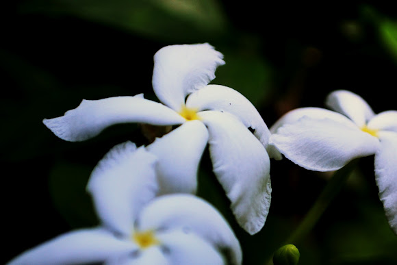 Kampupot Flower Images | Best Flower Site