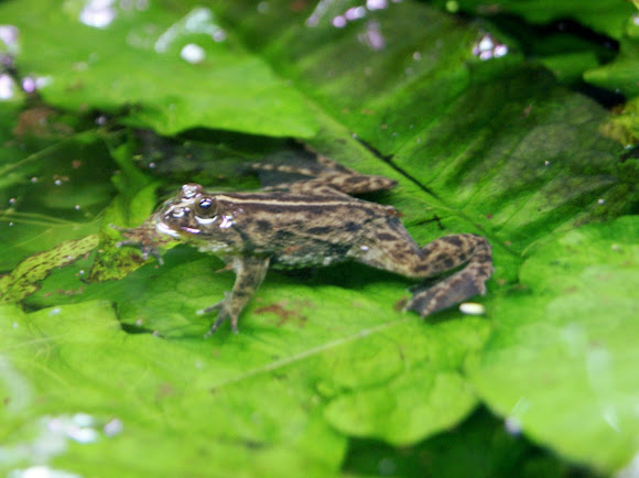 Green Puddle Frog | Project Noah