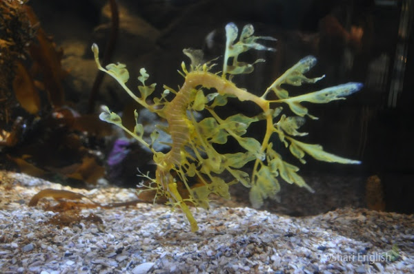 Leafy Sea Dragon | Project Noah