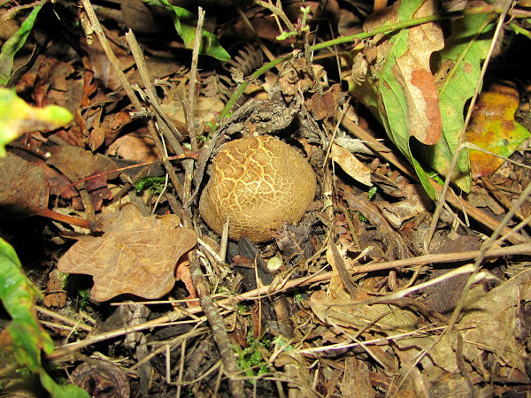 Pigskin Poison Puffball | Project Noah