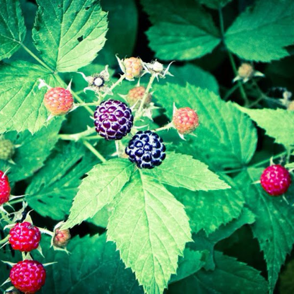 Blackberries | Project Noah