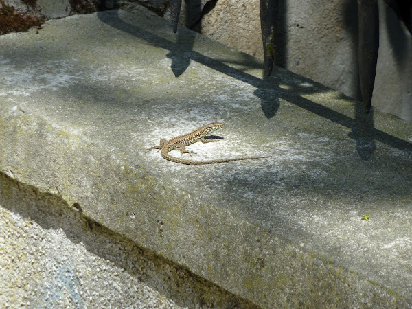 Wall lizard | Project Noah