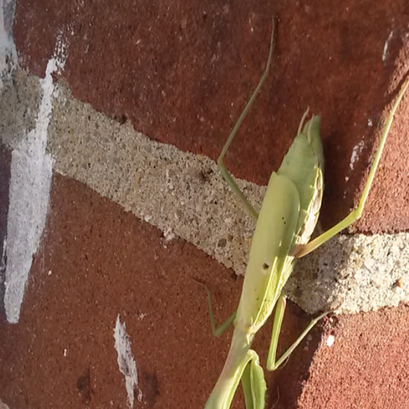 Carolina Mantis, female | Project Noah