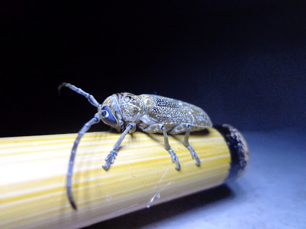 Longhorn squeaking beetle | Project Noah