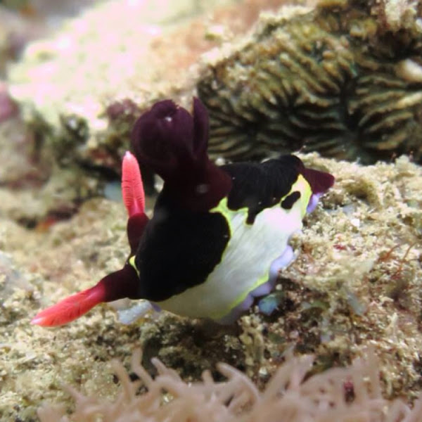 Nembrotha Nudibranch | Project Noah