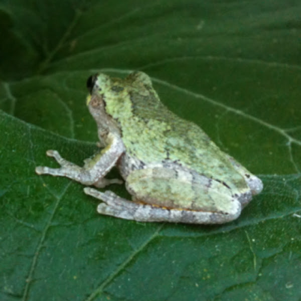 Bird-voiced treefrog | Project Noah