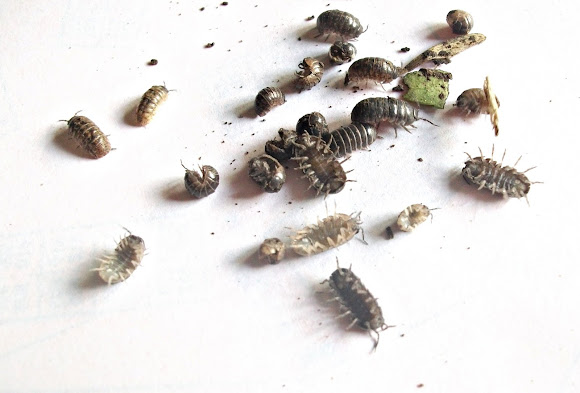 Pill bug or Roly Poly | Project Noah