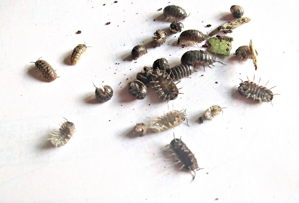 Pill bug or Roly Poly | Project Noah