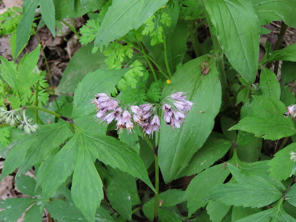 Virginia Waterleaf | Project Noah