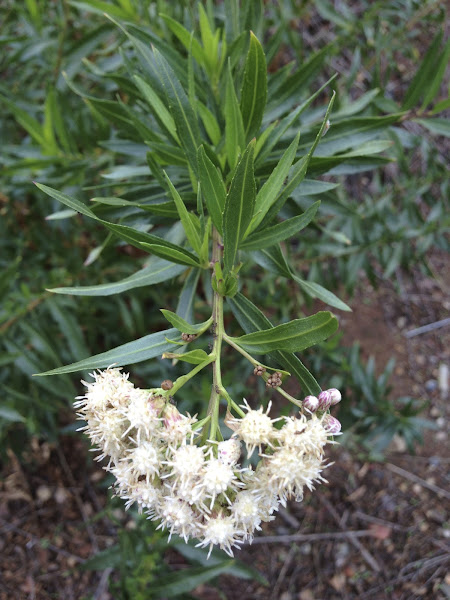 Mule-Fat | Project Noah