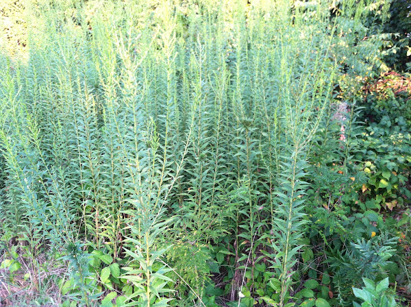 spotted touch me not (right corner) | Project Noah