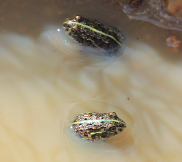 Edible Bullfrog | Project Noah