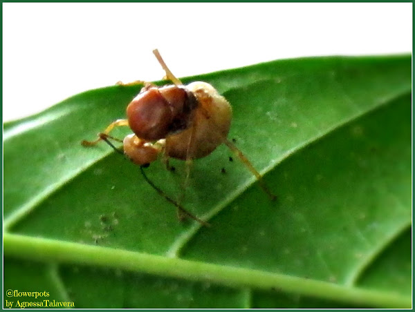 Mated Queen Green Ant | Project Noah