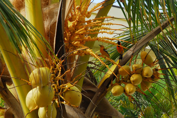 Coconut Palm & Hooded Orioles | Project Noah