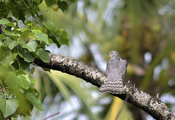 Brain fever bird (Common Hawk-Cuckoo) | Project Noah
