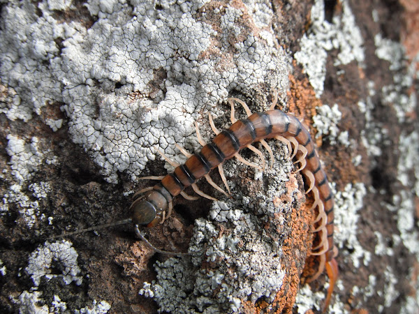 Centipede | Project Noah