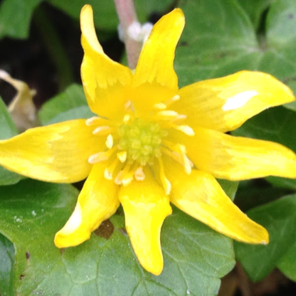 Lesser celandine | Project Noah