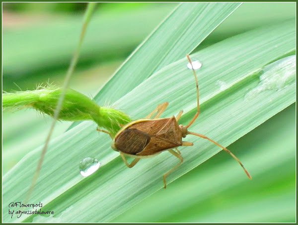 Homoeocerus Coreid Bug | Project Noah