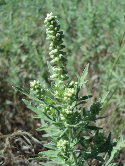 Western Ragweed | Project Noah