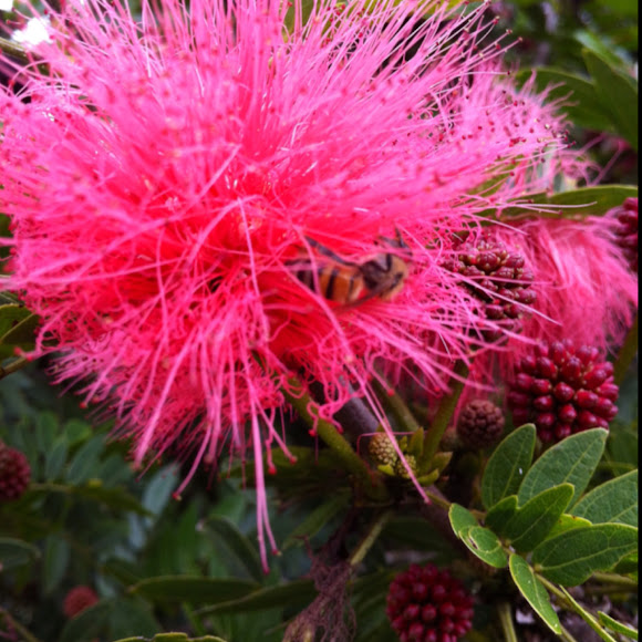 Calliandra | Project Noah
