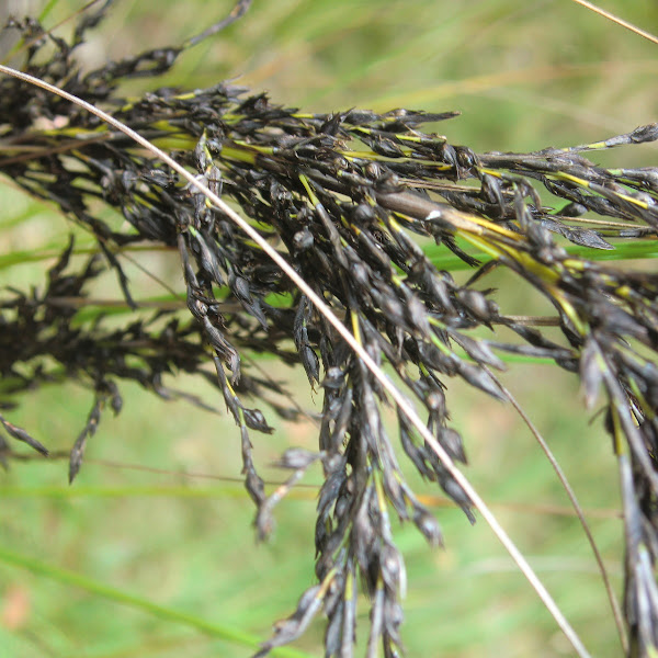 Thatch Saw-sedge | Project Noah