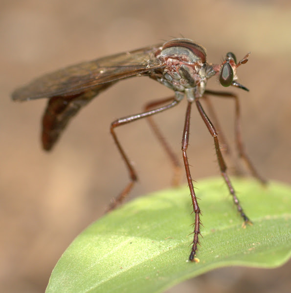 Wasp Robber Fly | Project Noah