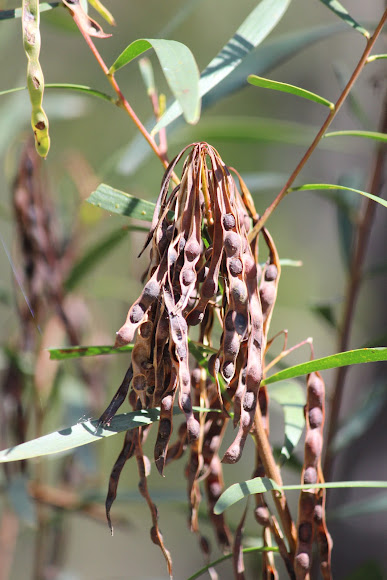 Sims Wattle | Project Noah