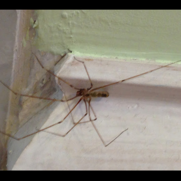 Long-bodied Cellar Spider (male) | Project Noah