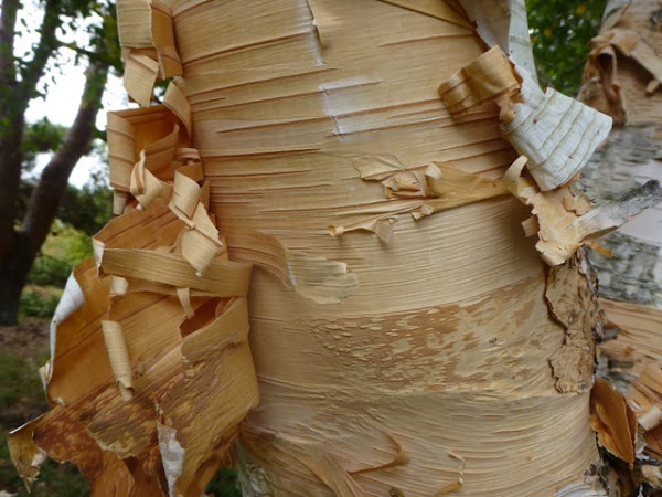 Himalayan White Birch | Project Noah