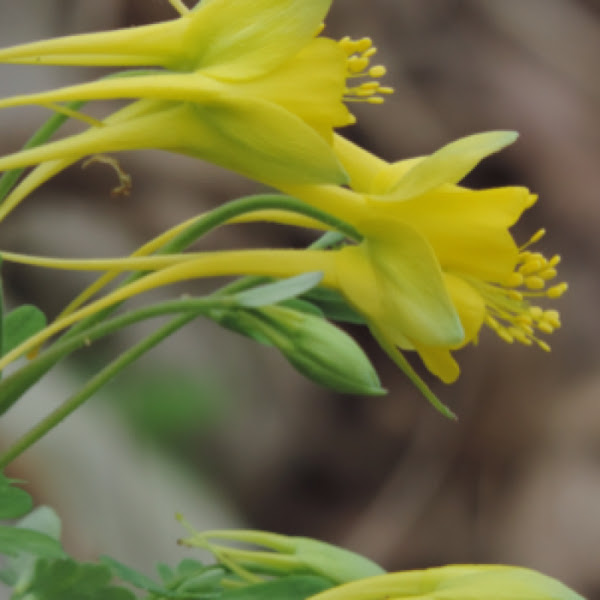 Texas Gold Columbine | Project Noah