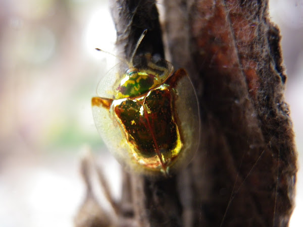 Golden Tortoise Beetle | Project Noah