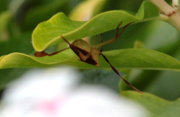 Florida Leaf-footed Bug | Project Noah