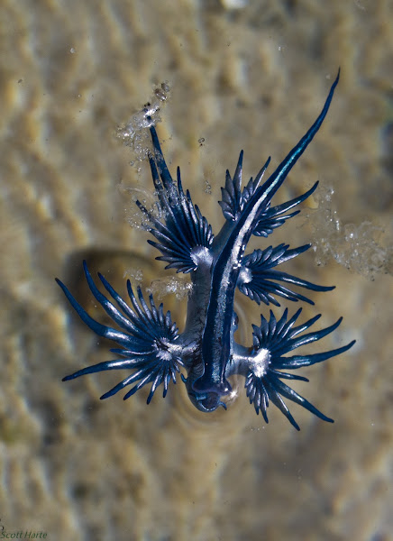 Atlantic Glaucus | Project Noah