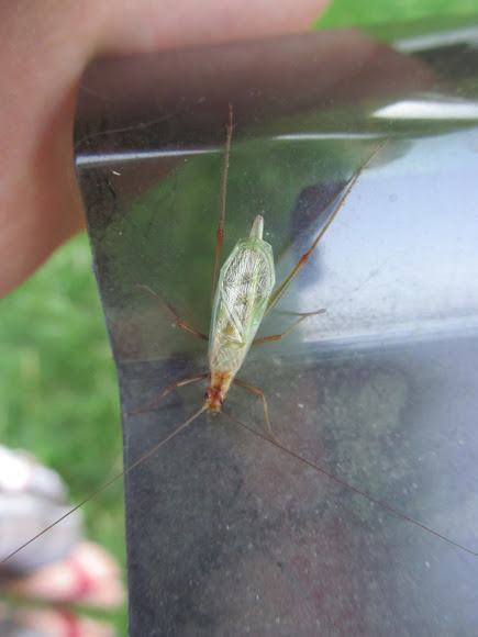 Pine Tree Cricket | Project Noah