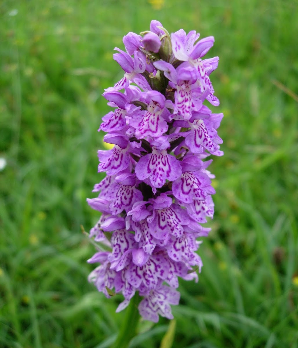 Orquídea. Common Spotted Orchid | Project Noah