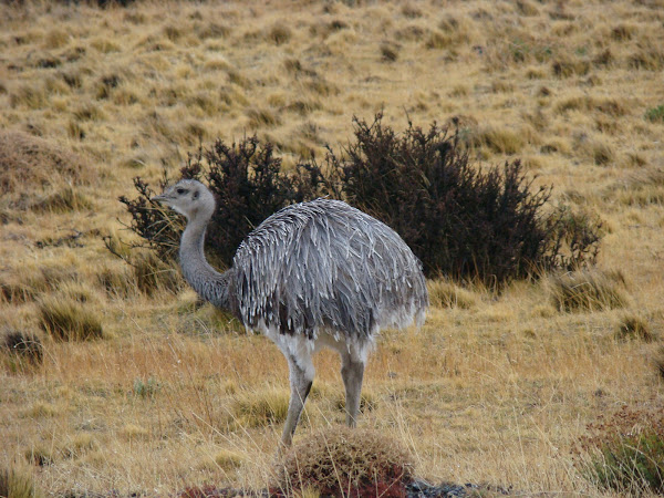 Ñandú | Project Noah