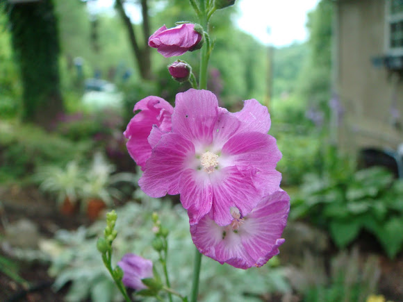 Mini Hollyhock | Project Noah