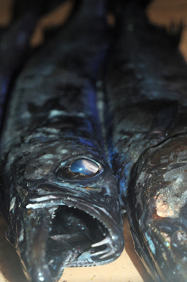 Promethean escolar | Project Noah