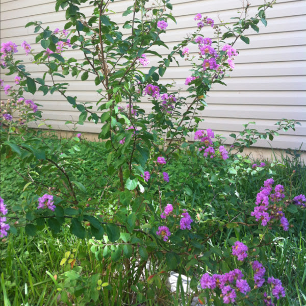 Crape myrtle | Project Noah