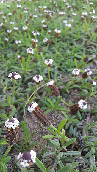 Texas Frog Fruit | Project Noah
