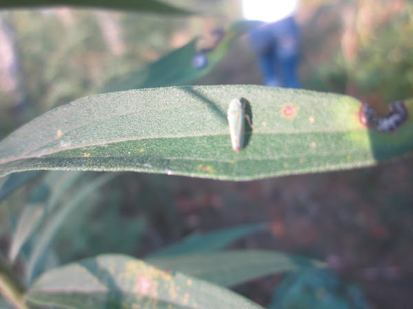 Scarlet and Green Leaf Hopper | Project Noah