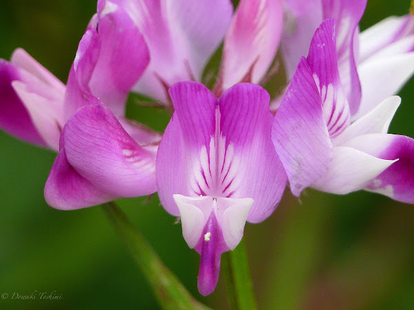 Chinese milk vetch | Project Noah