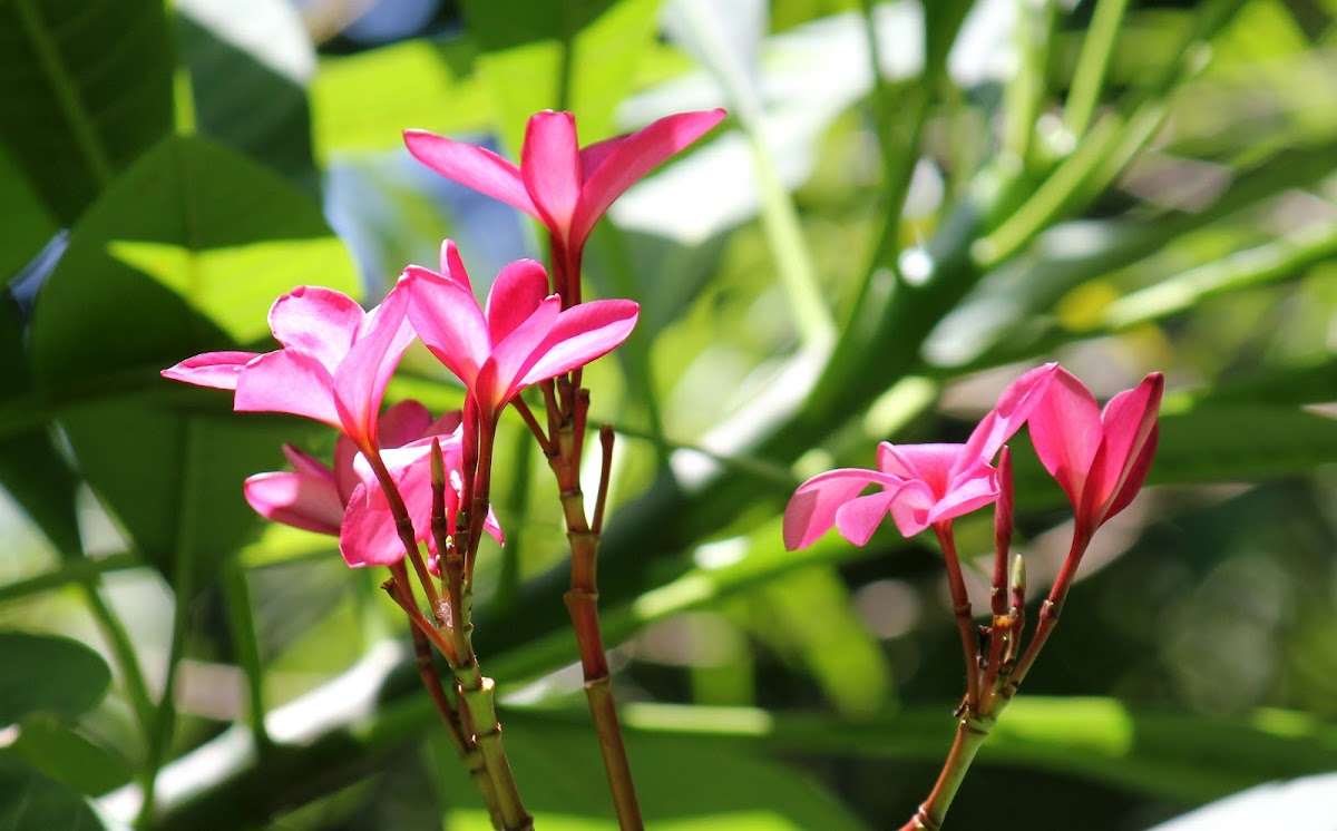 Kamboja flower | Project Noah