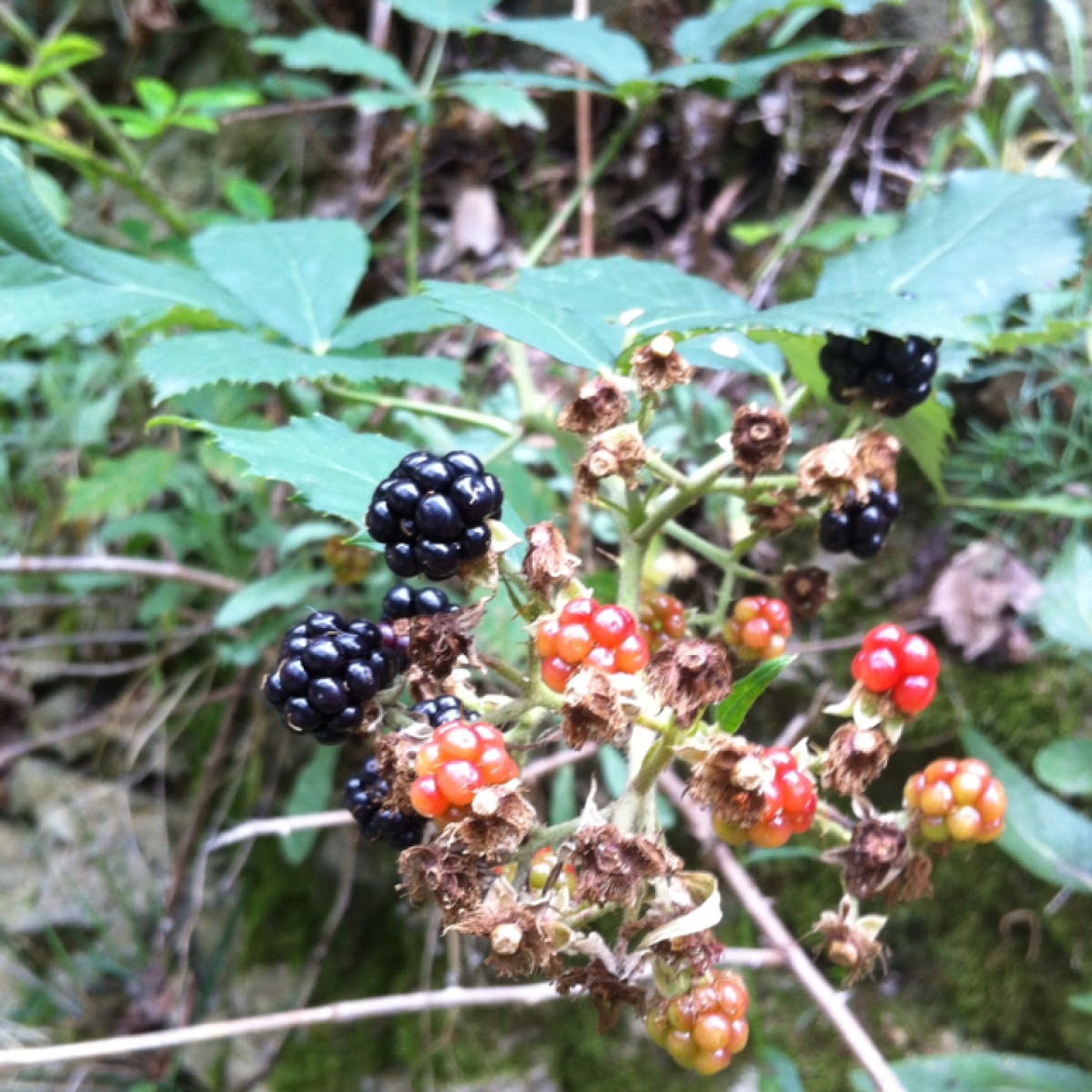 Blackberry | Project Noah