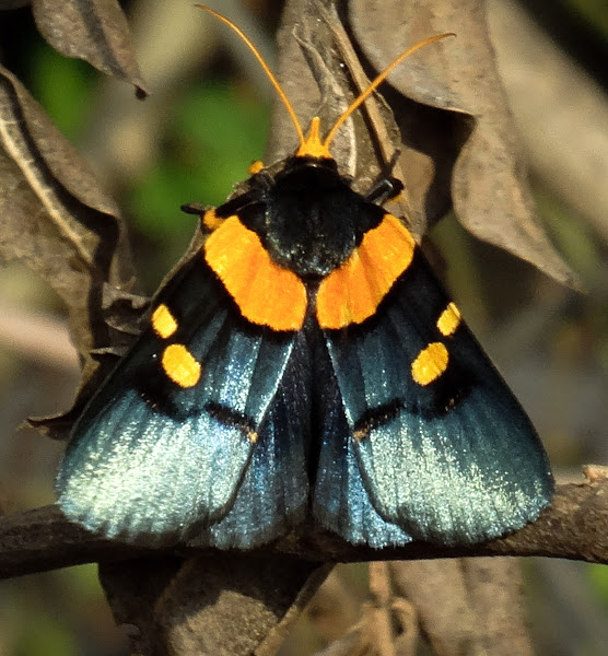 African Peach Moth | Project Noah