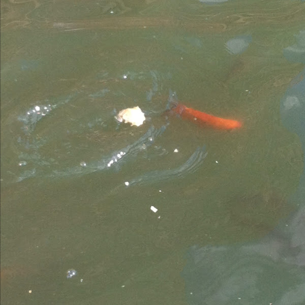 Gold fish | Project Noah